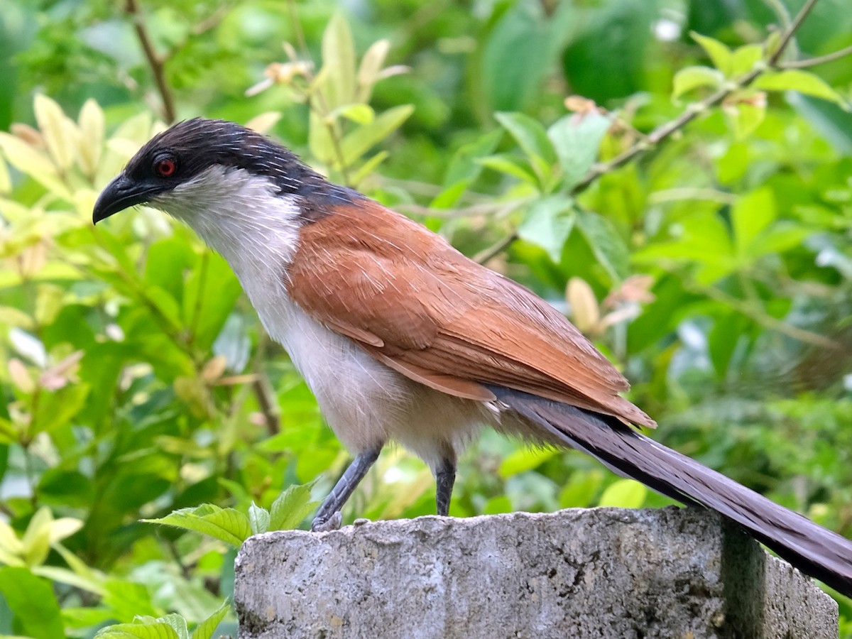 eBird Checklist - 10 Oct 2023 - Cap Sur Boucotte - 1 species