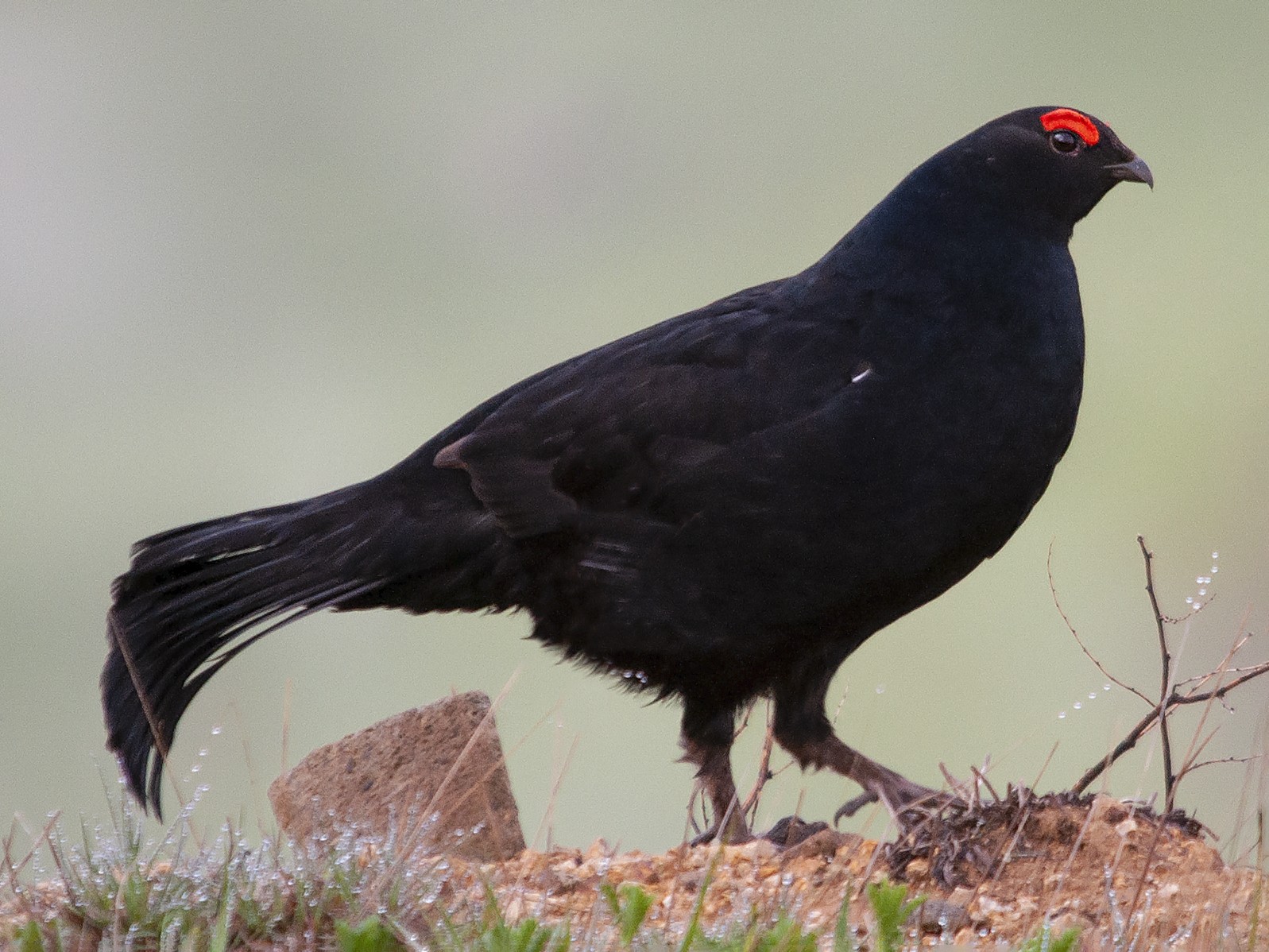 Caucasian Grouse - eBird