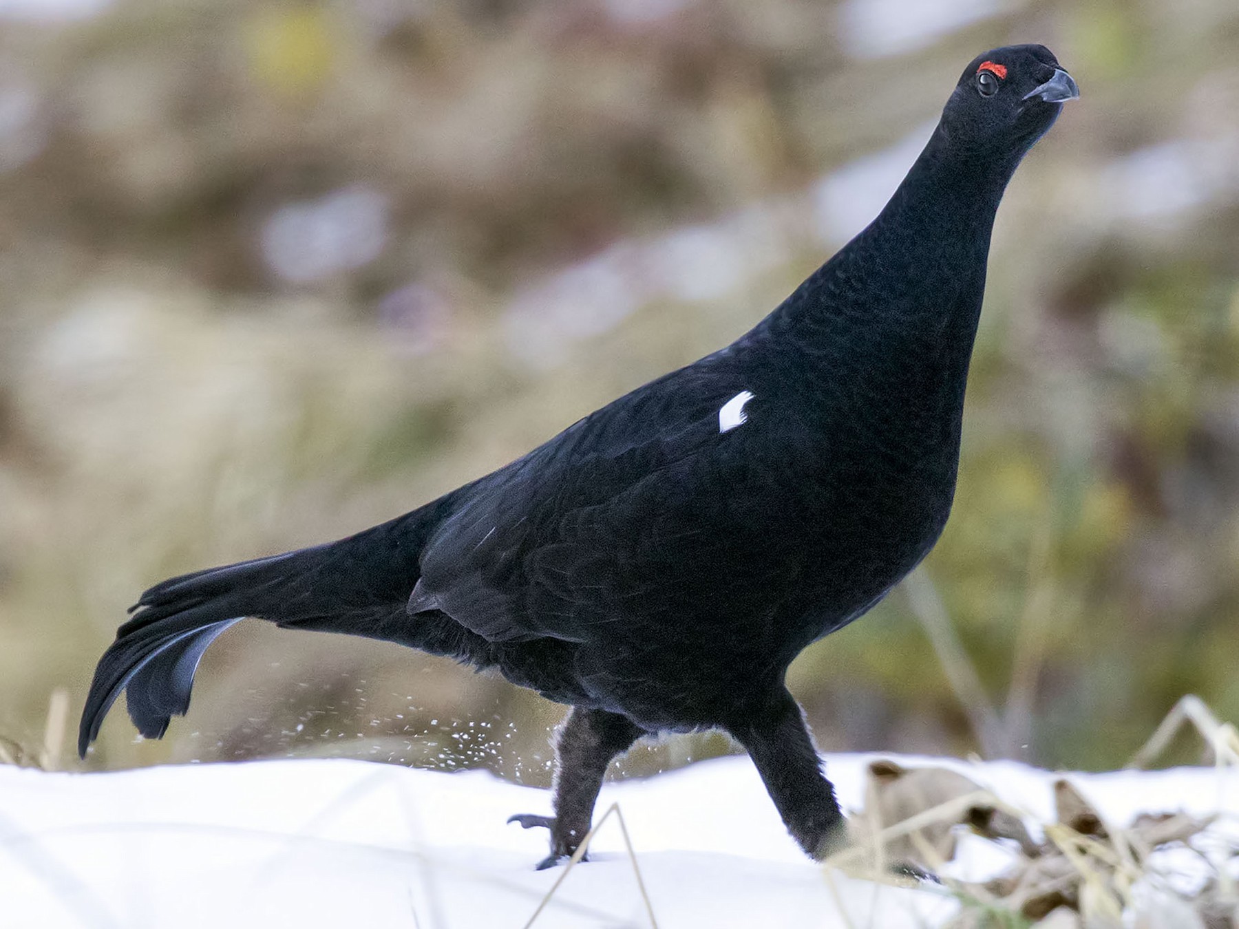 Tetraz-caucasiano - eBird