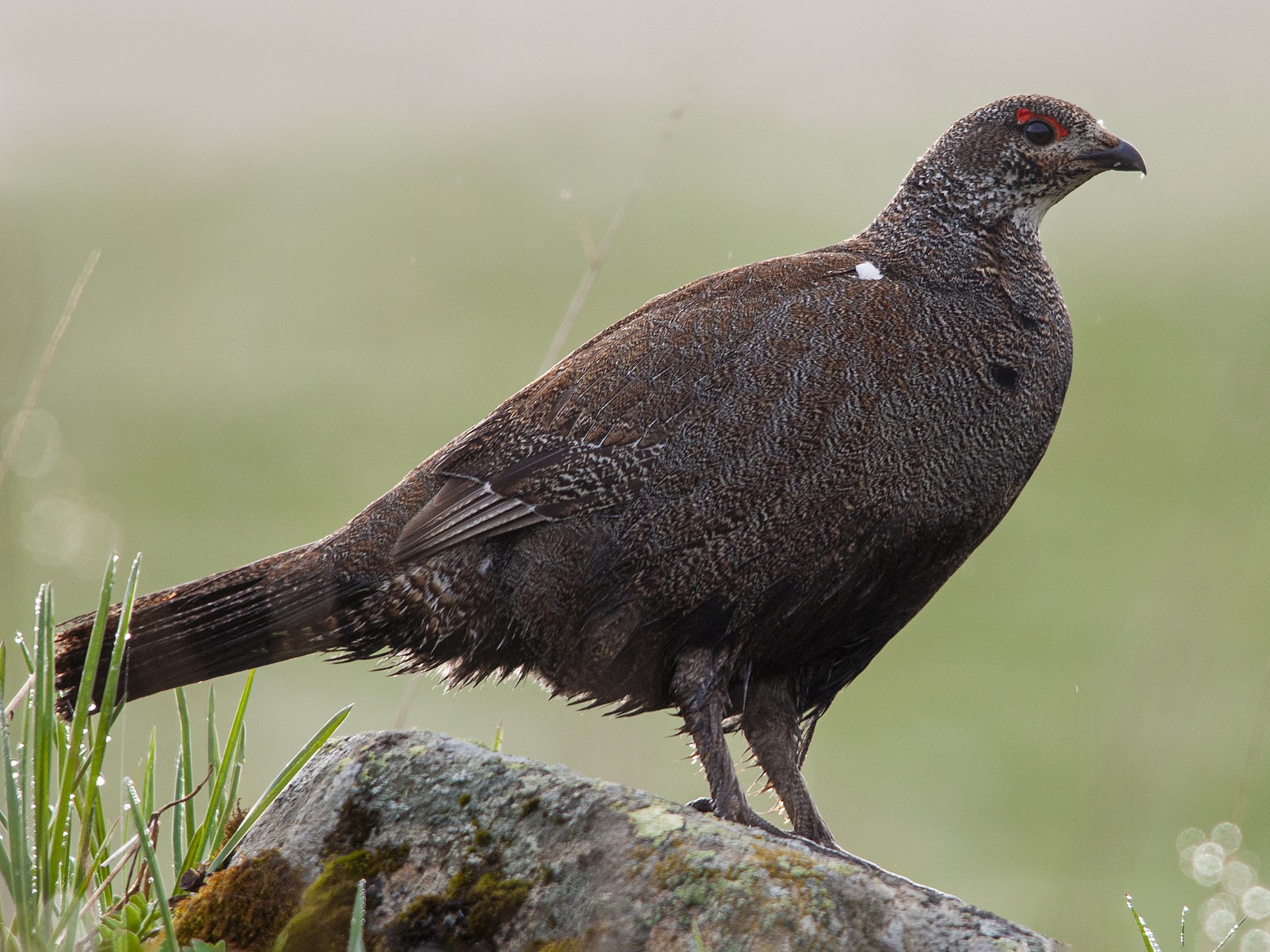Caucasian Grouse - eBird