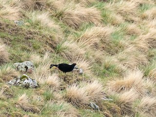 Caucasian Grouse - eBird