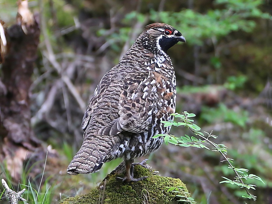 Severtzov's Grouse - eBird
