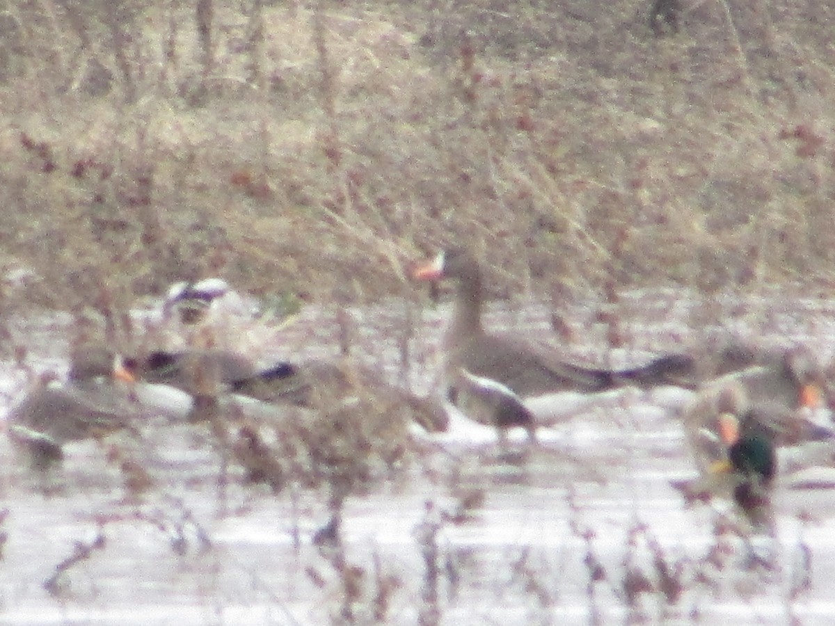 eBird Checklist - 27 Jan 2024 - Flooded Field Waterfowl - 01/27/2024 - 7 species