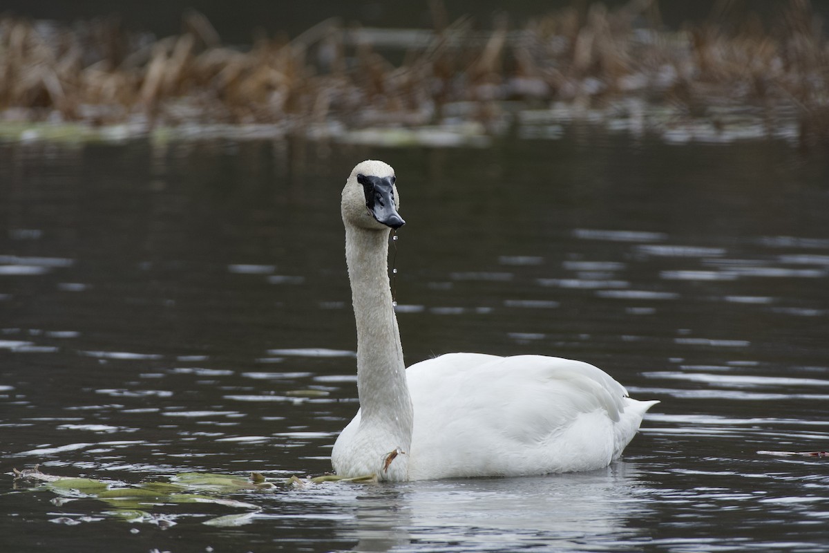 North Carolina Bird Atlas Checklist - 27 Jan 2024 - Hanging Rock SP ...