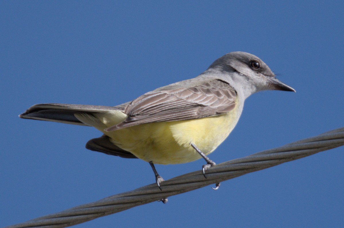 North Carolina Bird Atlas Checklist - 27 Jan 2024 - East Moore Street, Southport, North Carolina ...