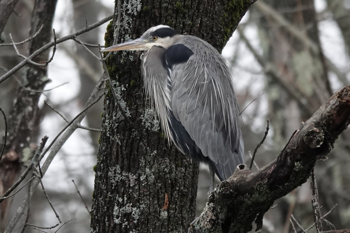 Mass Audubon eBird Checklist - 27 Jan 2024 - Clinton Sewage Plant - 10 ...