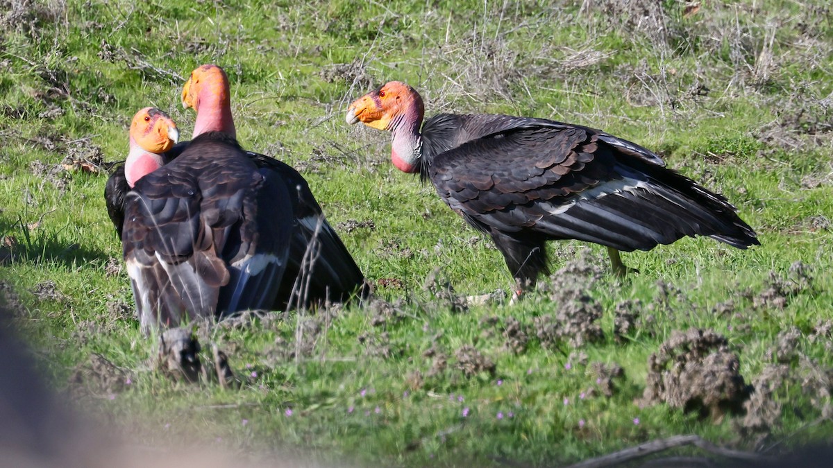 eBird Checklist - 27 Jan 2024 - Lake Piru - 39 species