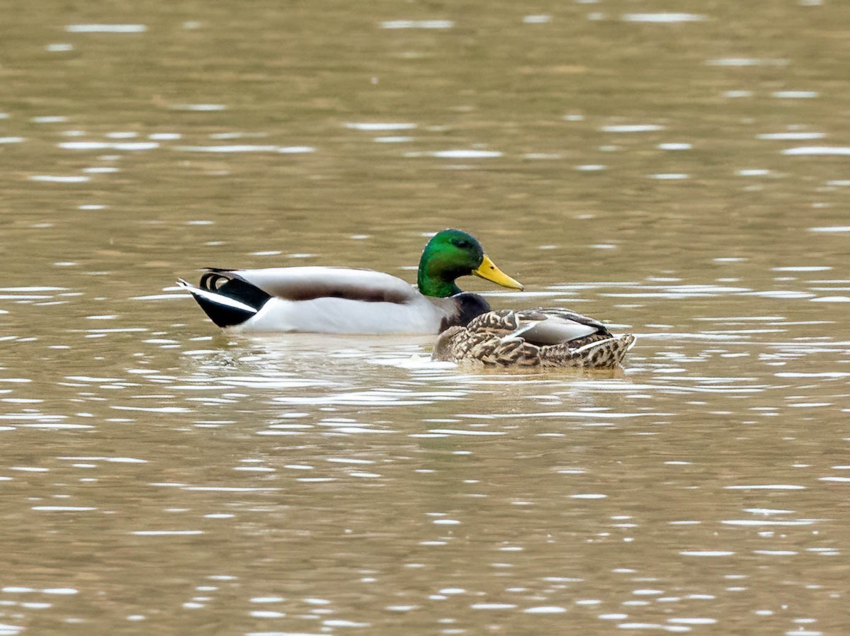 eBird Checklist - 27 Jan 2024 - Old Lowes Ferry Rd. Stilt Pond - 5 species