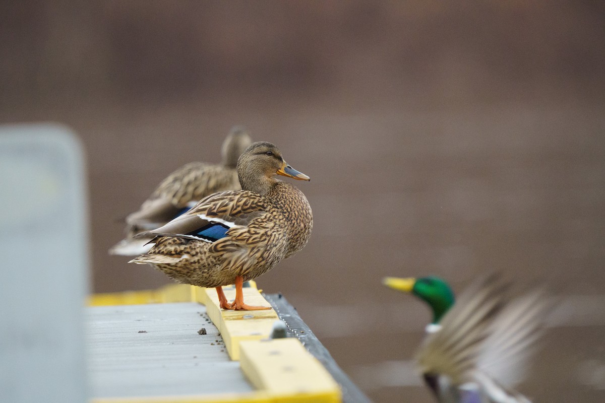 Pennsylvania Bird Atlas Checklist - 27 Jan 2024 - Sharpsburg Marina - 5 species