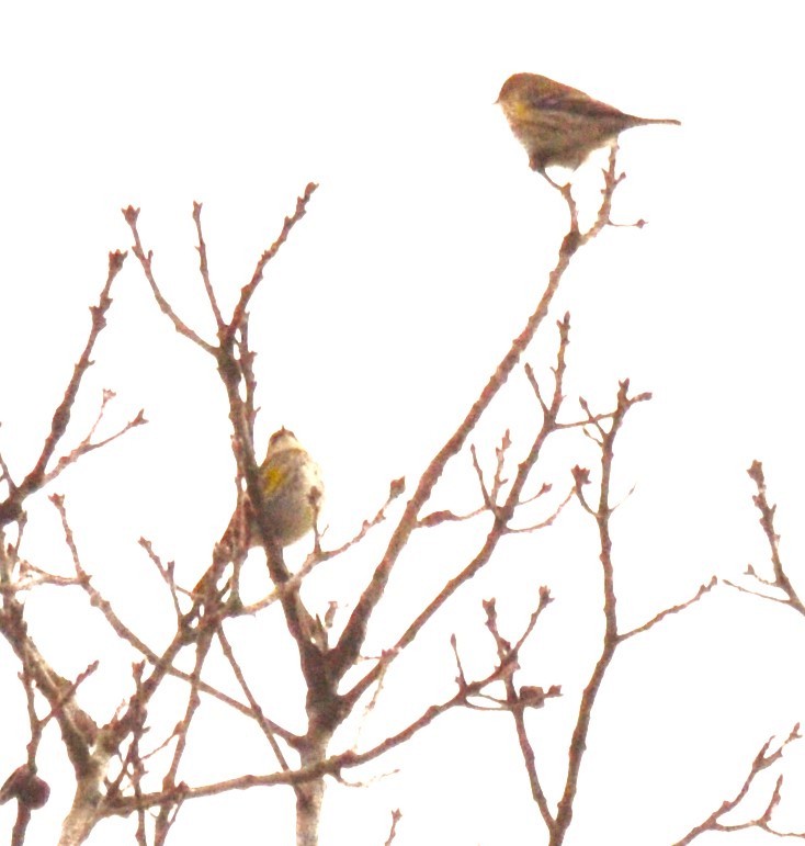 Pennsylvania Bird Atlas Checklist - 27 Jan 2024 - Daniel Boone Homestead - 23 species