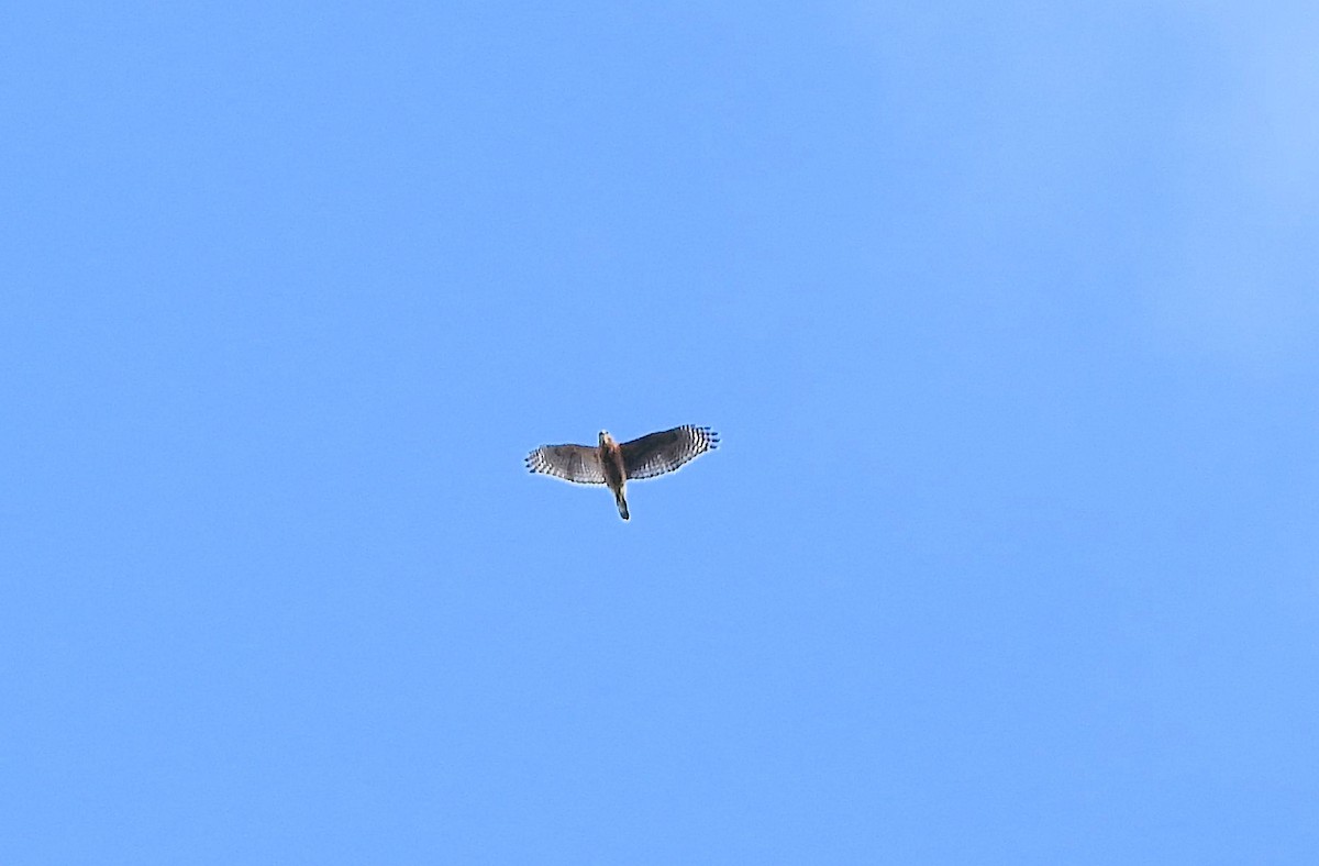 eBird Checklist - 25 Jan 2024 - Ellen Trout Park - 41 species
