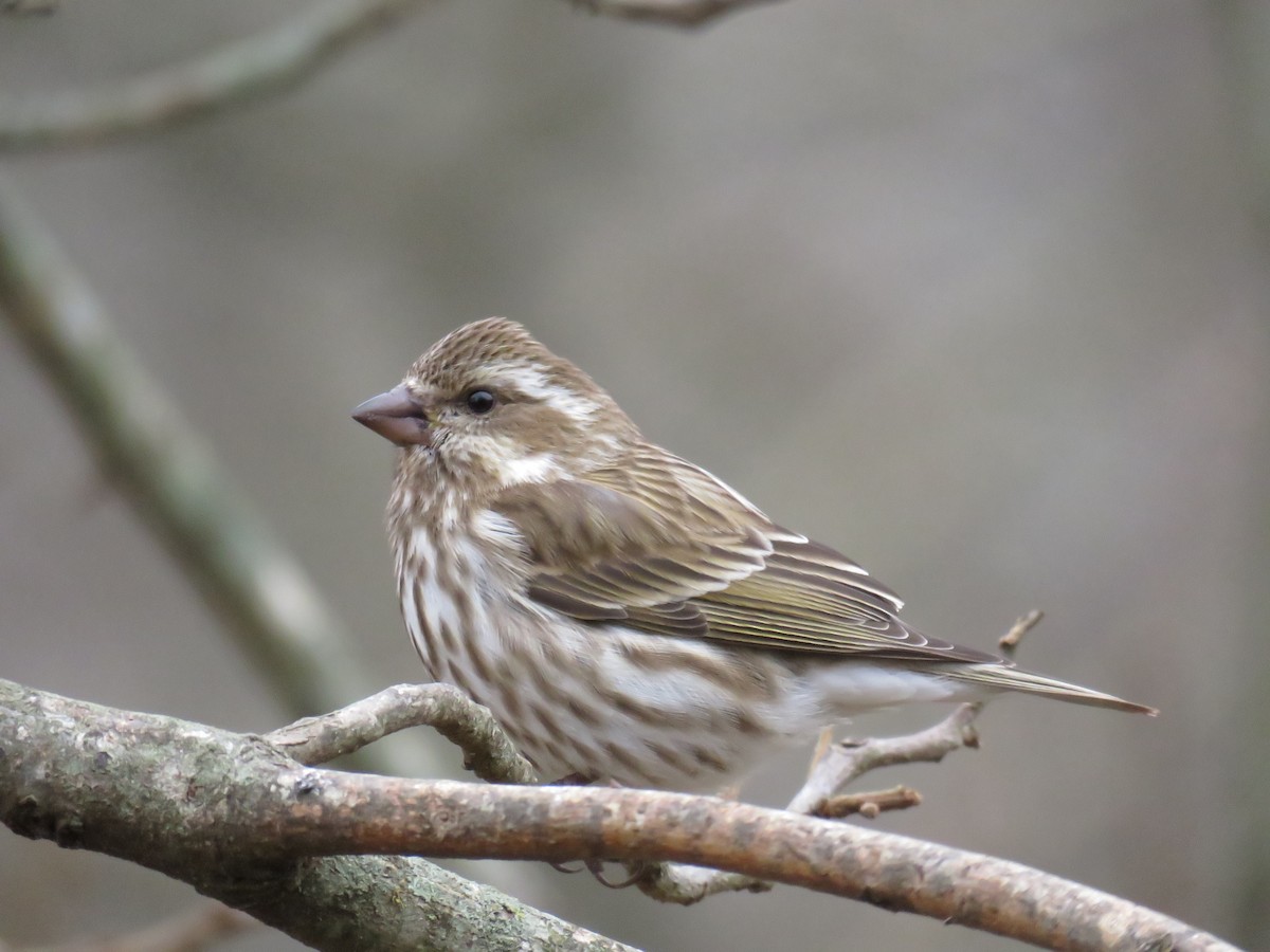 eBird Checklist - 8 Jan 2021 - Passerina Pastures - 3 species