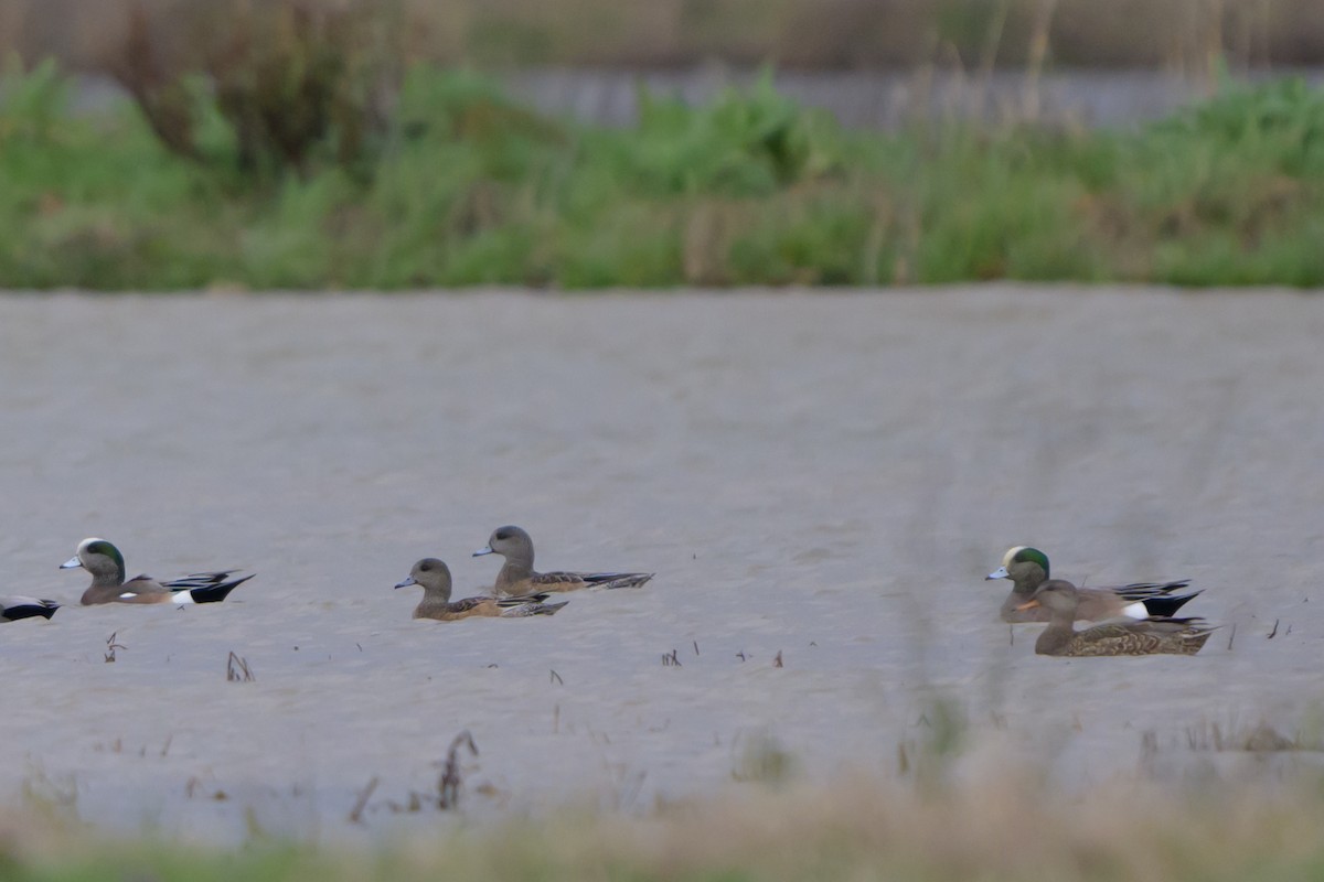 eBird Checklist - 27 Jan 2024 - Red River NWR--Bayou Pierre Unit Yates ...