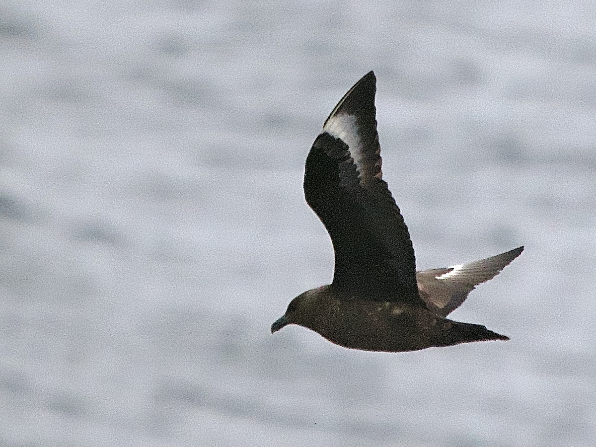 eBird Checklist - 28 Dec 2023 - Eckener Point - 7 species