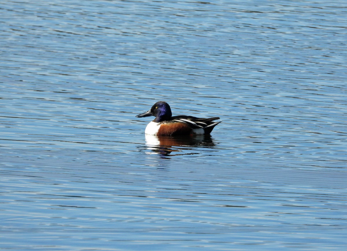 eBird Checklist - 27 Jan 2024 - Frank G. Bonelli RP/Puddingstone ...