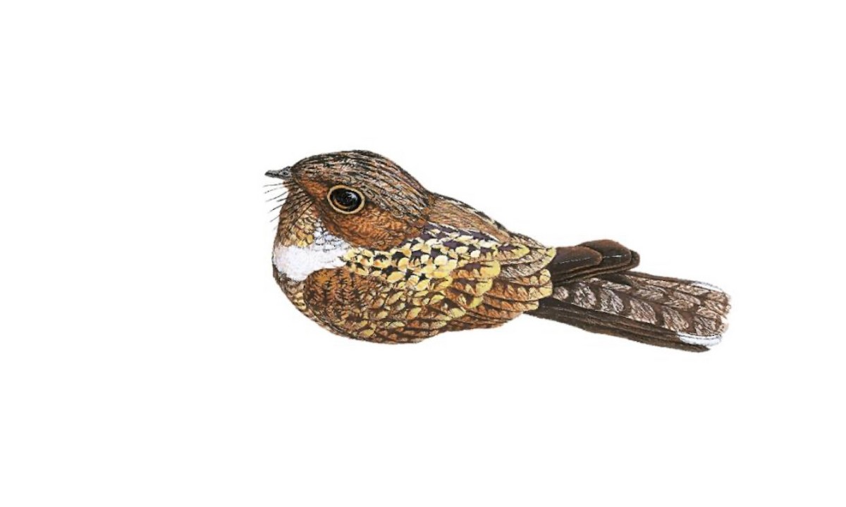 Cayenne Nightjar - Setopagis maculosa - Birds of the World