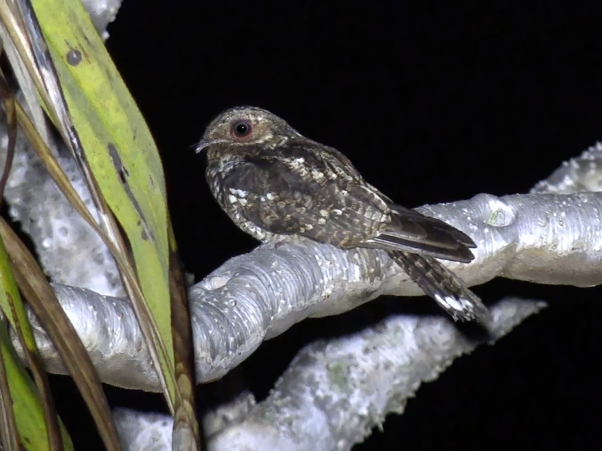 Palau Nightjar - Caprimulgus phalaena - Birds of the World