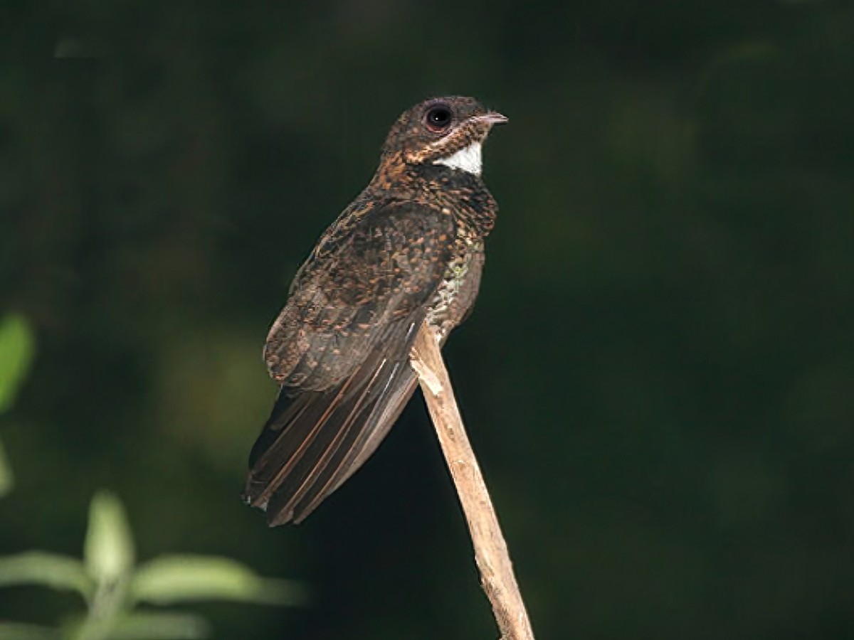 Bonaparte's Nightjar - Caprimulgus concretus - Birds of the World
