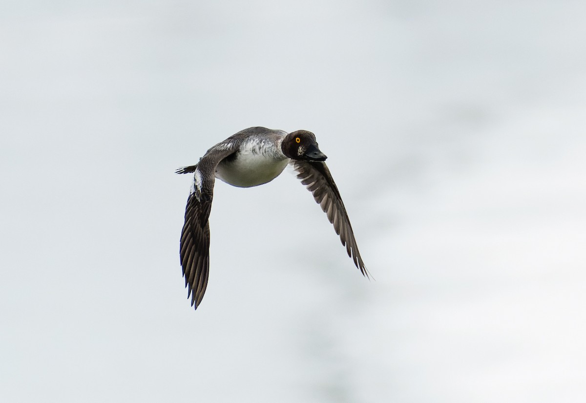 eBird Checklist - 27 Jan 2024 - Saskatoon--Queen Elizabeth Power ...