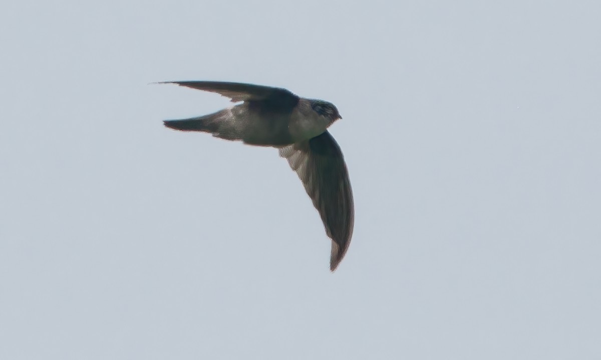 Mayr's Swiftlet - Aerodramus orientalis - Birds of the World