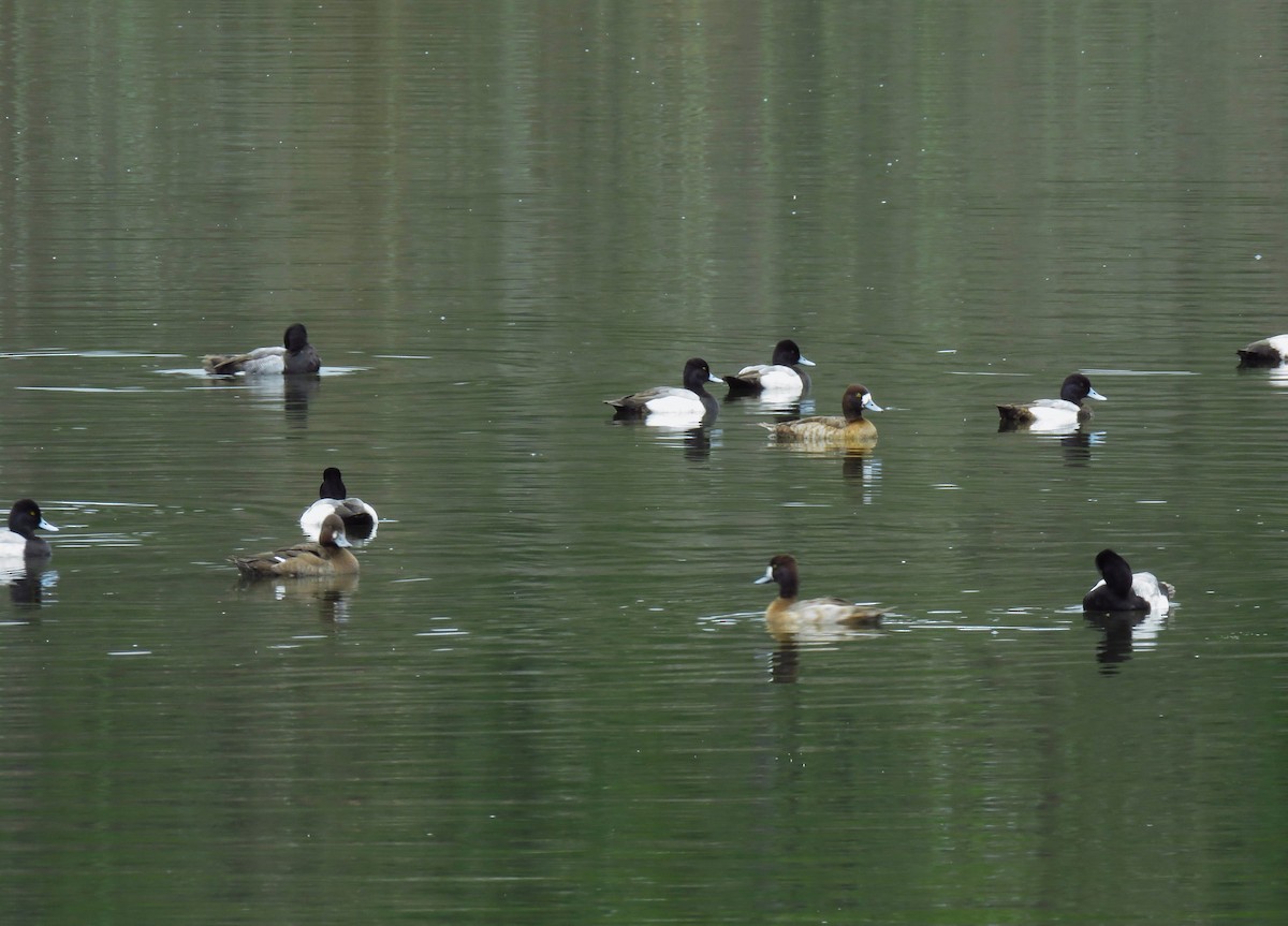 eBird Checklist - 25 Jan 2024 - Phinizy Swamp Nature Park - 66 species