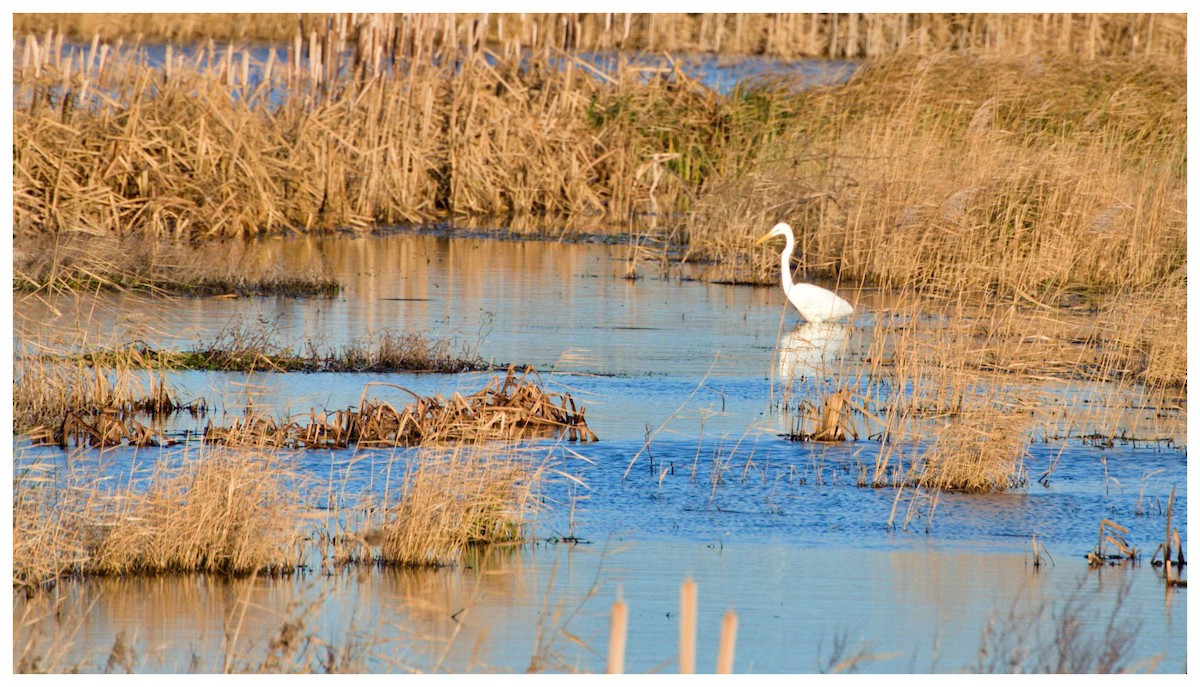 eBird Checklist - 1 Jan 2024 - RSPB Ouse Fen - 2 species