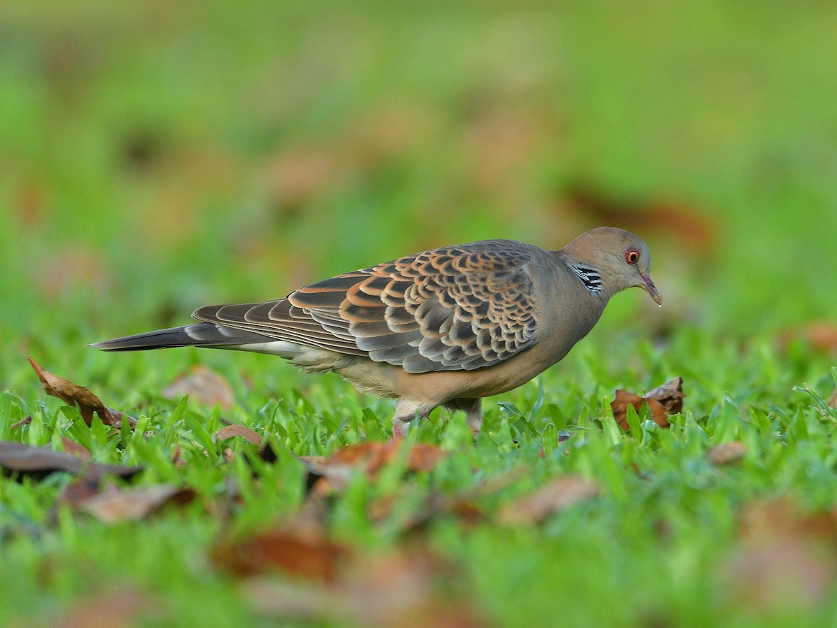 eBird Checklist - 28 Jan 2024 - Labrador Park - 3 species