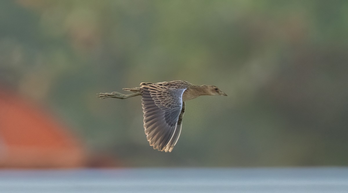 eBird Checklist - 27 Jan 2024 - Pasir Ris Farmway 3 (inc. Pasir Ris ...