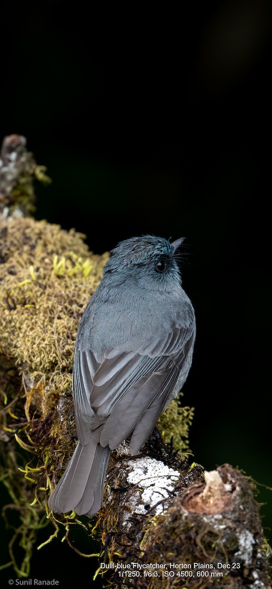 ML614093091 - Dull-blue Flycatcher - Macaulay Library