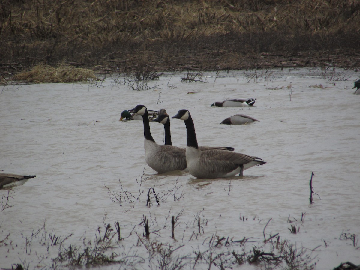 eBird Checklist - 28 Jan 2024 - 600N/500W - Flooded Field - 6 species (+1 other taxa)