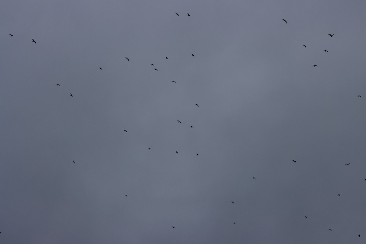 Pennsylvania Bird Atlas Checklist - 28 Jan 2024 - Walking Purchase / Lehigh Canal Park - 13 ...