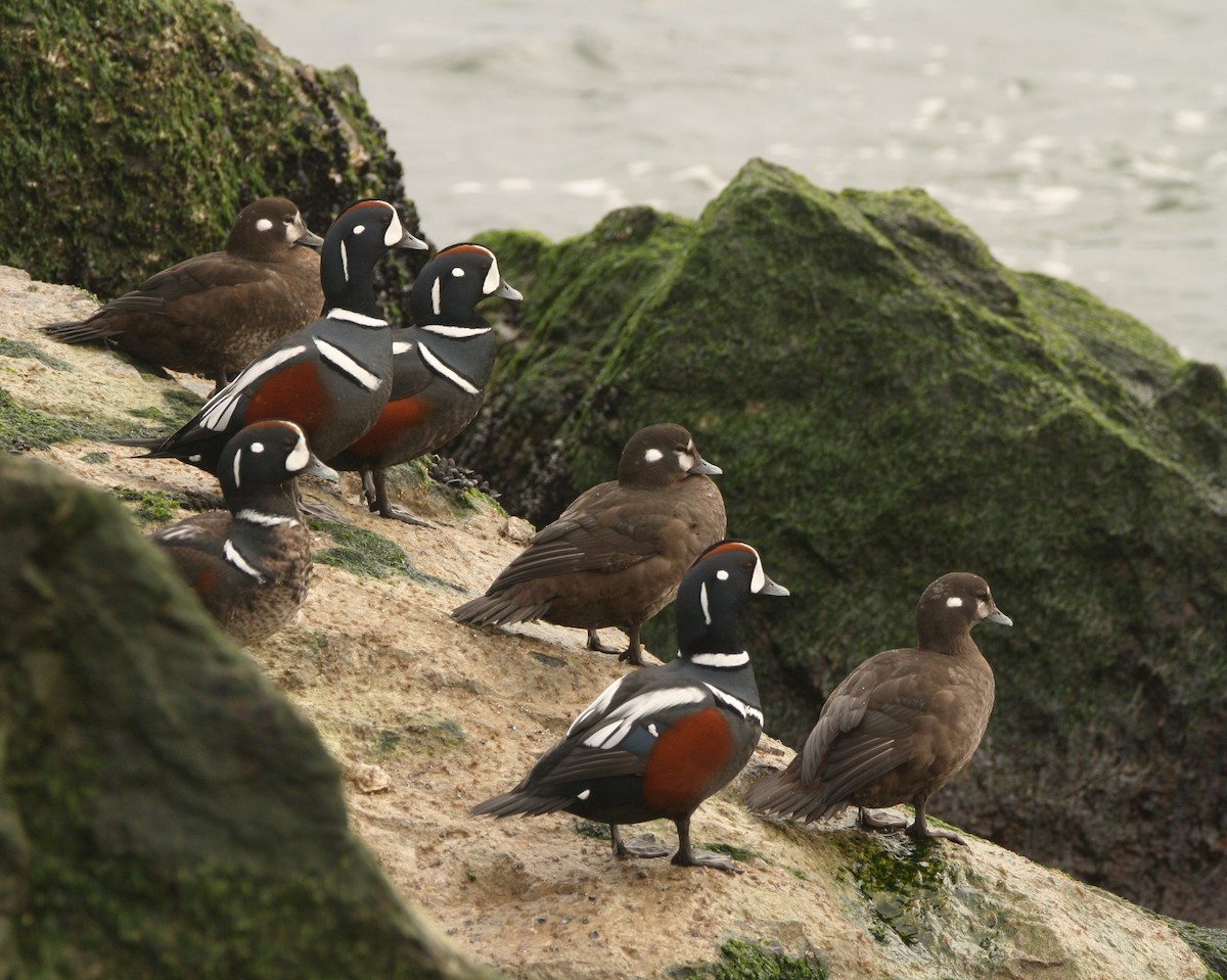 Pennsylvania Bird Atlas Checklist - 27 Jan 2024 - Barnegat Lighthouse SP - 33 species
