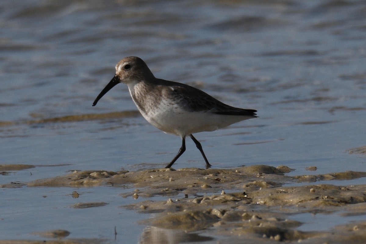 eBird Checklist - 25 Jan 2024 - San Carlos Bay/Bunche Beach Preserve ...
