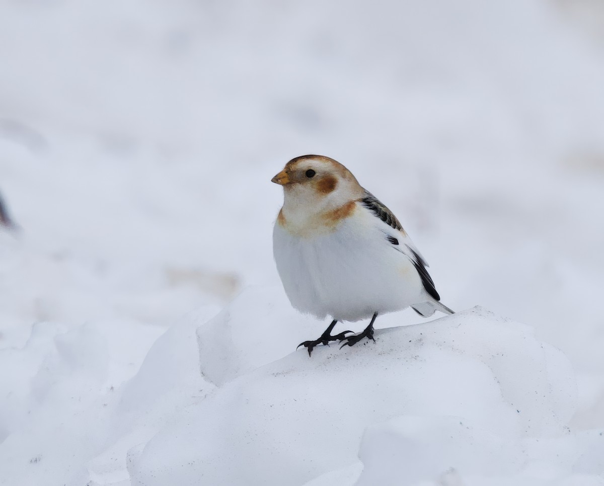 eBird Checklist - 28 Jan 2024 - 1332-1468 Chemin du 3e-Rang-du-Bic ...