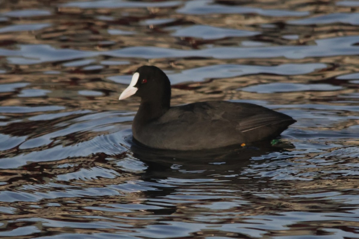eBird Checklist - 28 Jan 2024 - Flekkefjord havn - 7 species