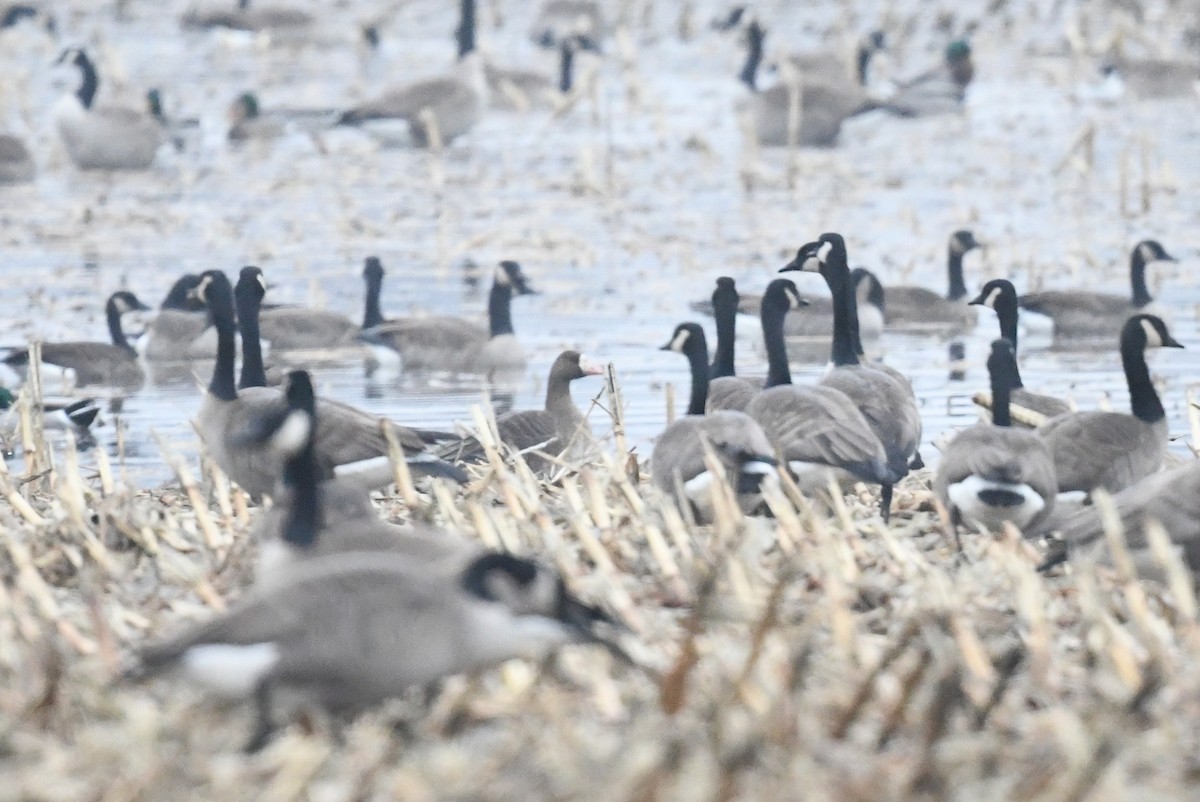 eBird Checklist - 28 Jan 2024 - Wendy’s flooded field - 7 species (+1 other taxa)