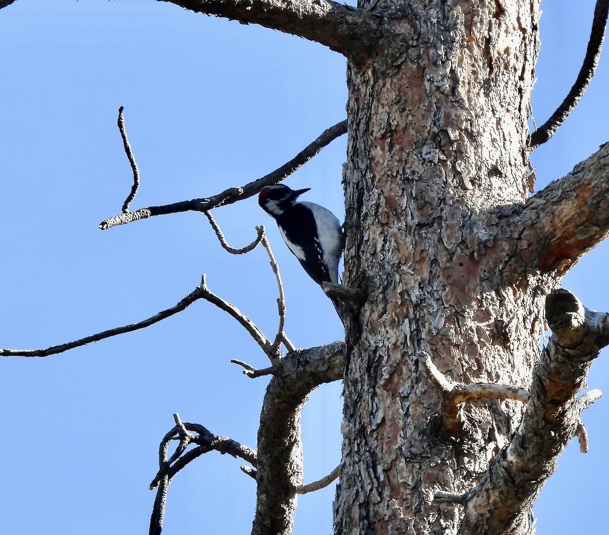 eBird Checklist - 28 Jan 2024 - Mt. Ord--FR 1688 - 13 species