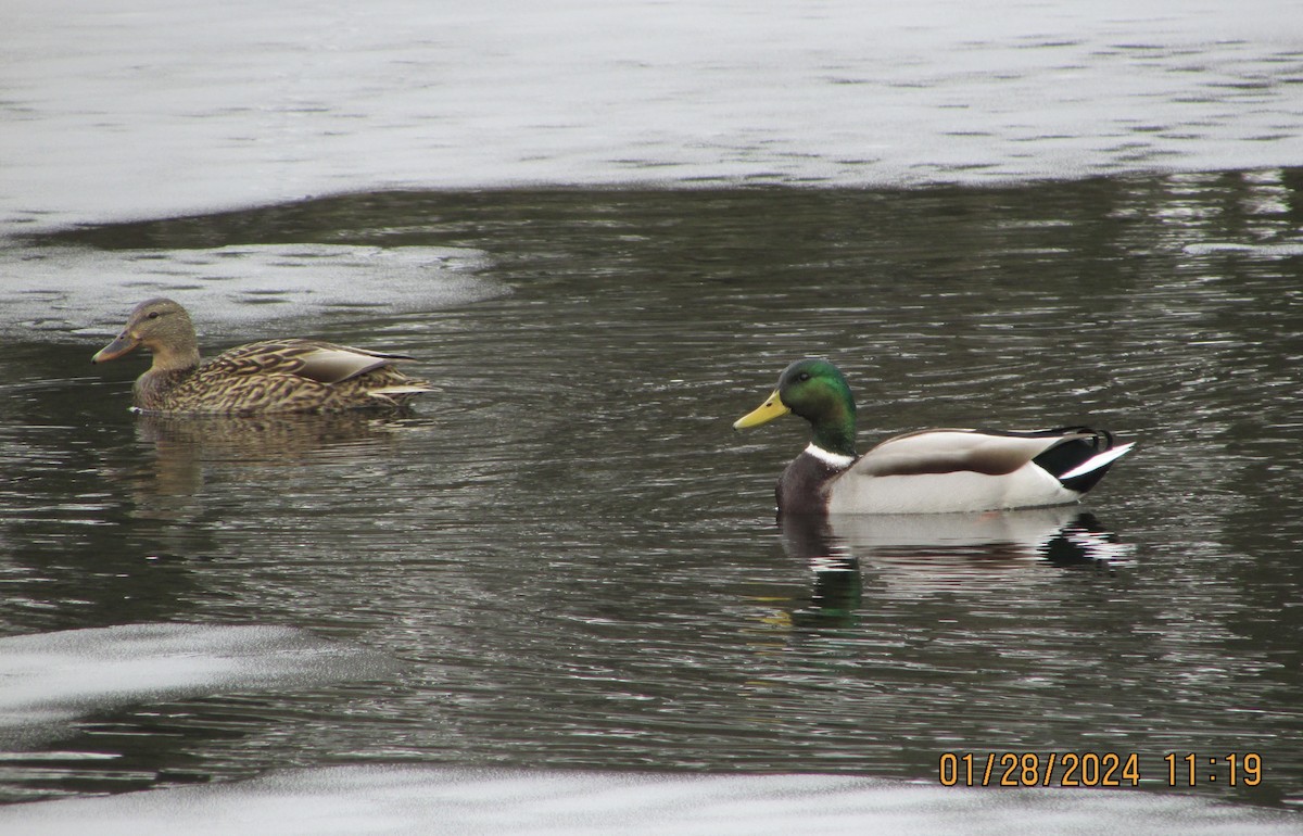 Mass Audubon eBird Checklist - 28 Jan 2024 - 501–557 N State St ...