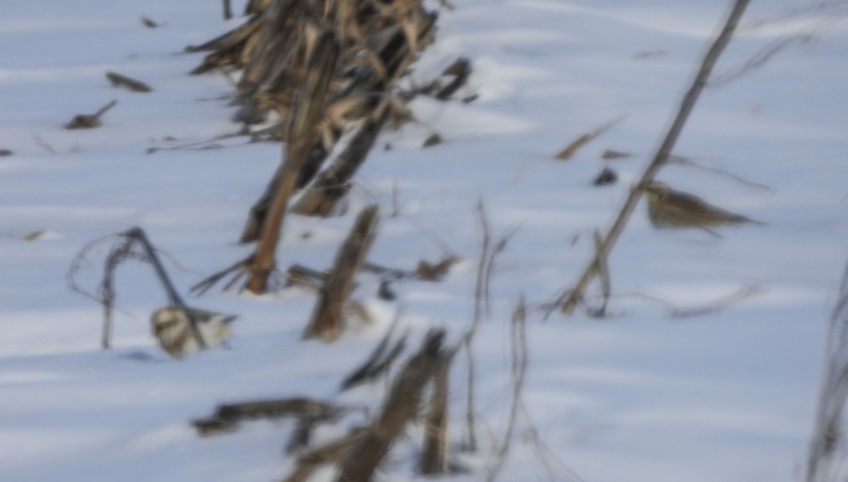 Pennsylvania Bird Atlas Checklist - 22 Jan 2024 - 2260 U.S. 119, Greensburg, Pennsylvania, US ...