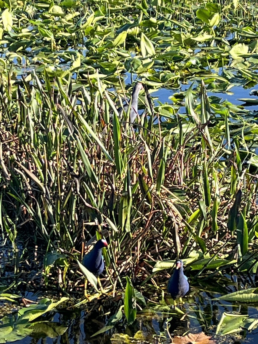 eBird Checklist - 28 Jan 2024 - West Lake Parker Dr Waterfront - 34 species