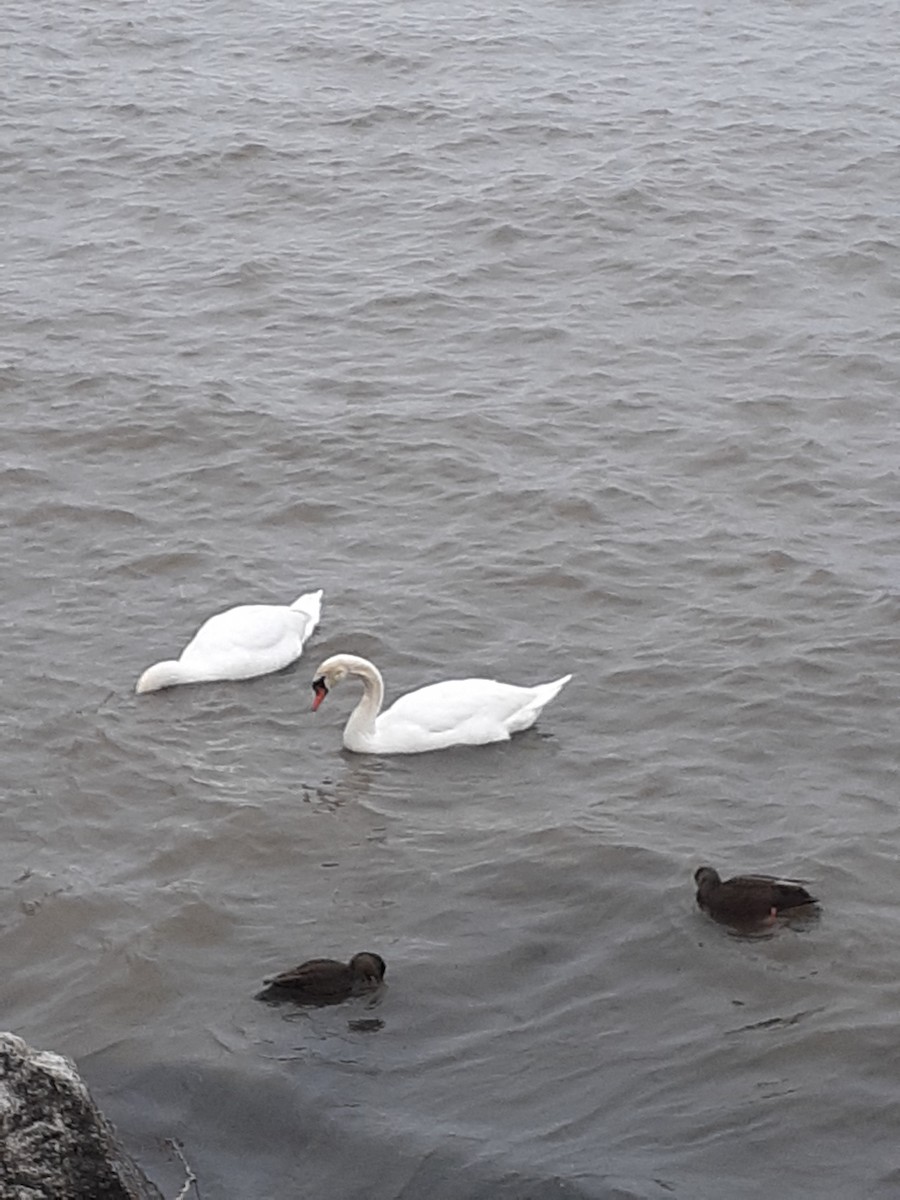 eBird Checklist - 28 Jan 2024 - Mississauga--Ben Machree Park - 7 species