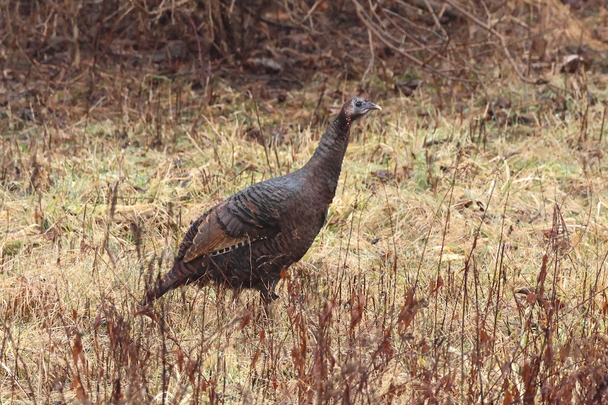 Pennsylvania Bird Atlas Checklist - 28 Jan 2024 - Adams Hotel Rd. Ponds - 8 species