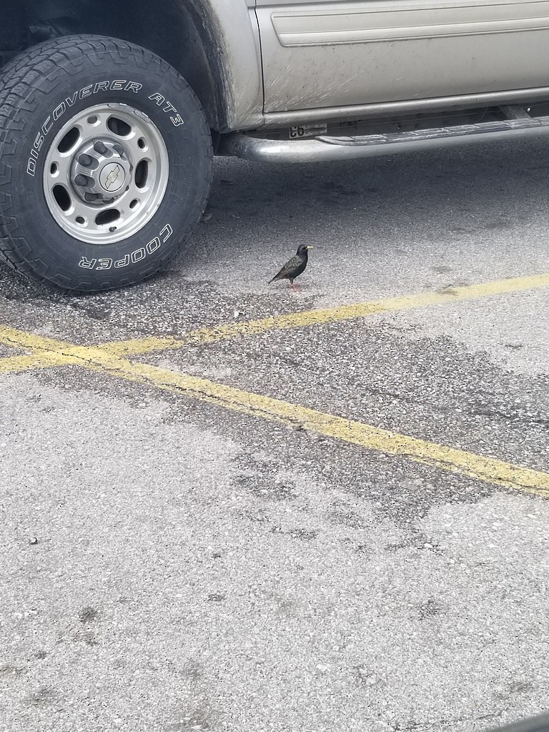 eBird Checklist - 27 Feb 2020 - Springfield - 1 species