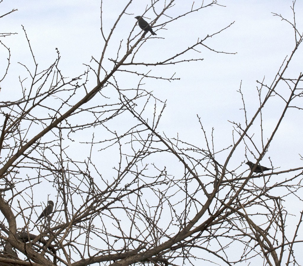 eBird Checklist - 10 Oct 2021 - Midewin National Tallgrass Prairie ...