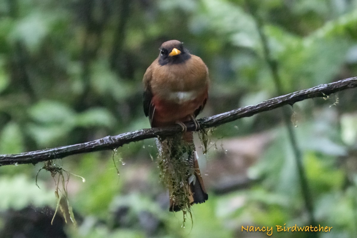 eBird Checklist - 13 Dec 2023 - The Birdwatcher's House - Santa Rosa ...