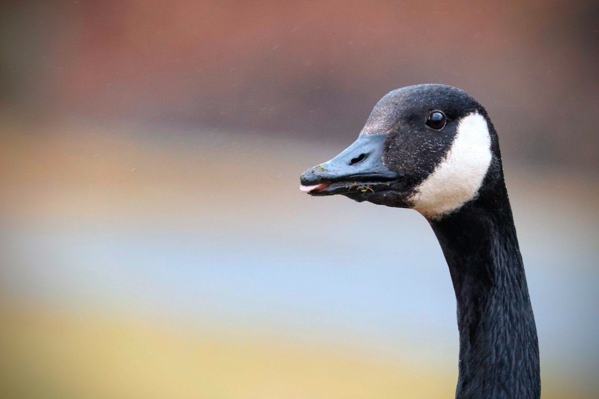 Pennsylvania Bird Atlas Checklist - 28 Jan 2024 - Flat Rock Park - 19 species