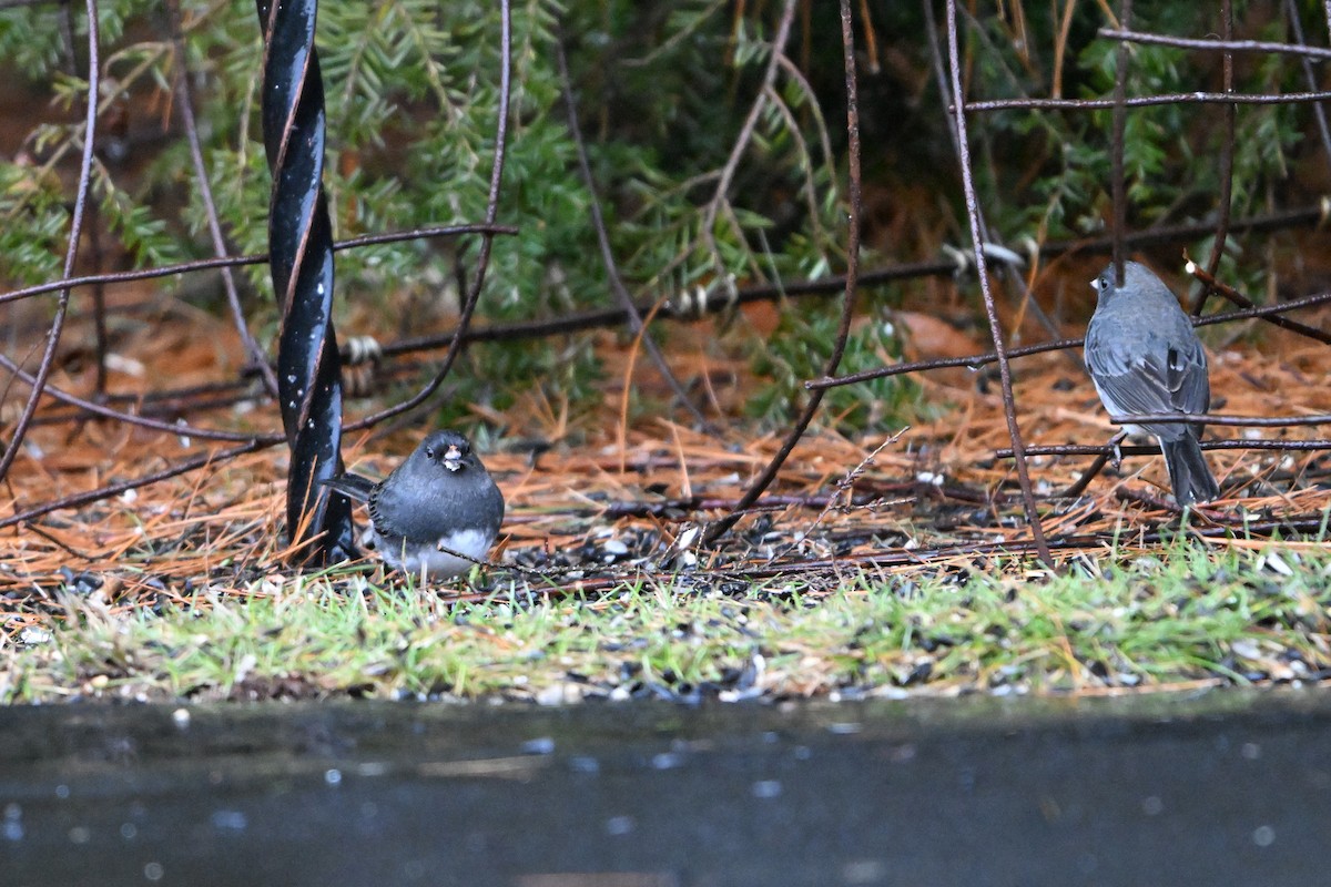 Pennsylvania Bird Atlas Checklist - 28 Jan 2024 - 7142 Pine Court ...