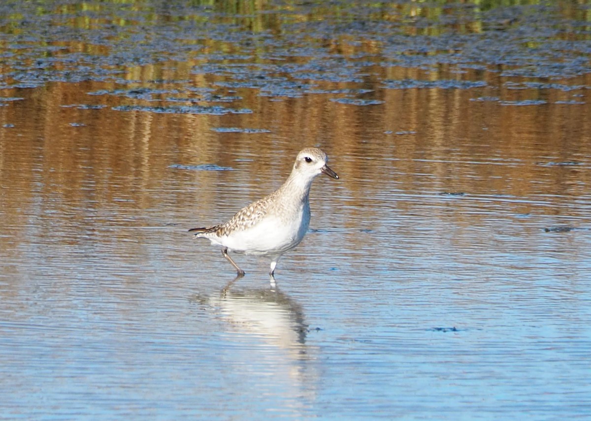 eBird Checklist - 28 Jan 2024 - Big Talbot Island SP--Spoonbill Pond (includes parking & boat ...