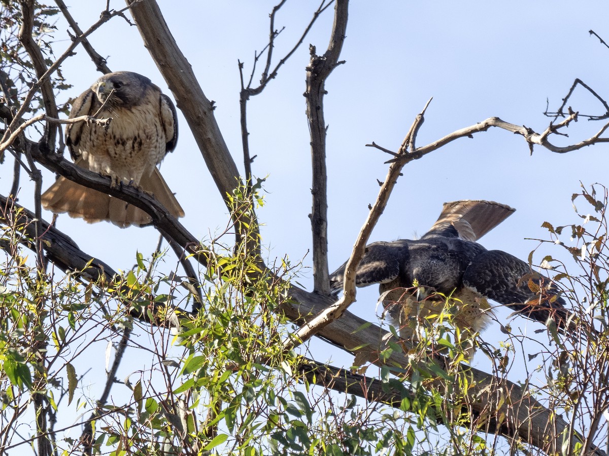eBird Checklist - 27 Jan 2024 - Frank G. Bonelli RP/Puddingstone ...