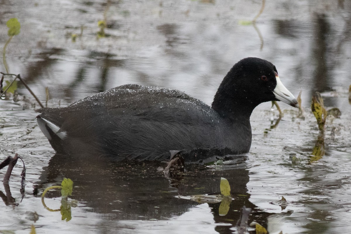 eBird Checklist - 28 Jan 2024 - Bombay Hook National Wildlife Refuge ...